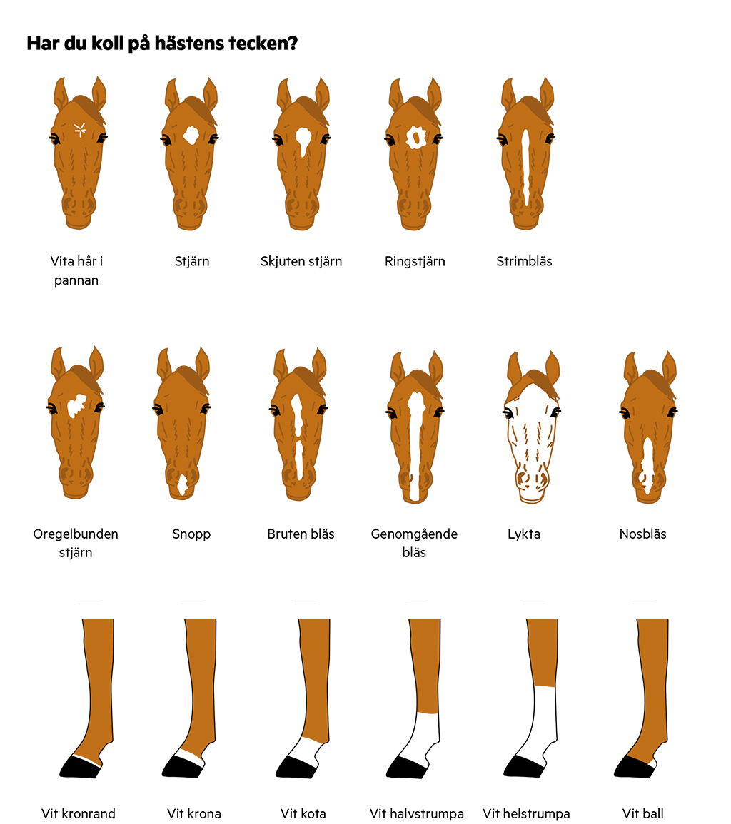 Aktiviteter | Borås Fältrittklubb